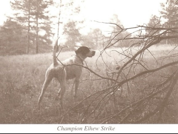 KATES KENNEL - CH. ELHEW STRIKE